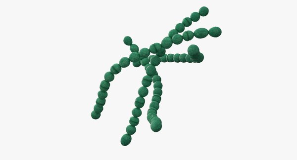 3D streptococcus pyogenes bacteria - TurboSquid 1303610