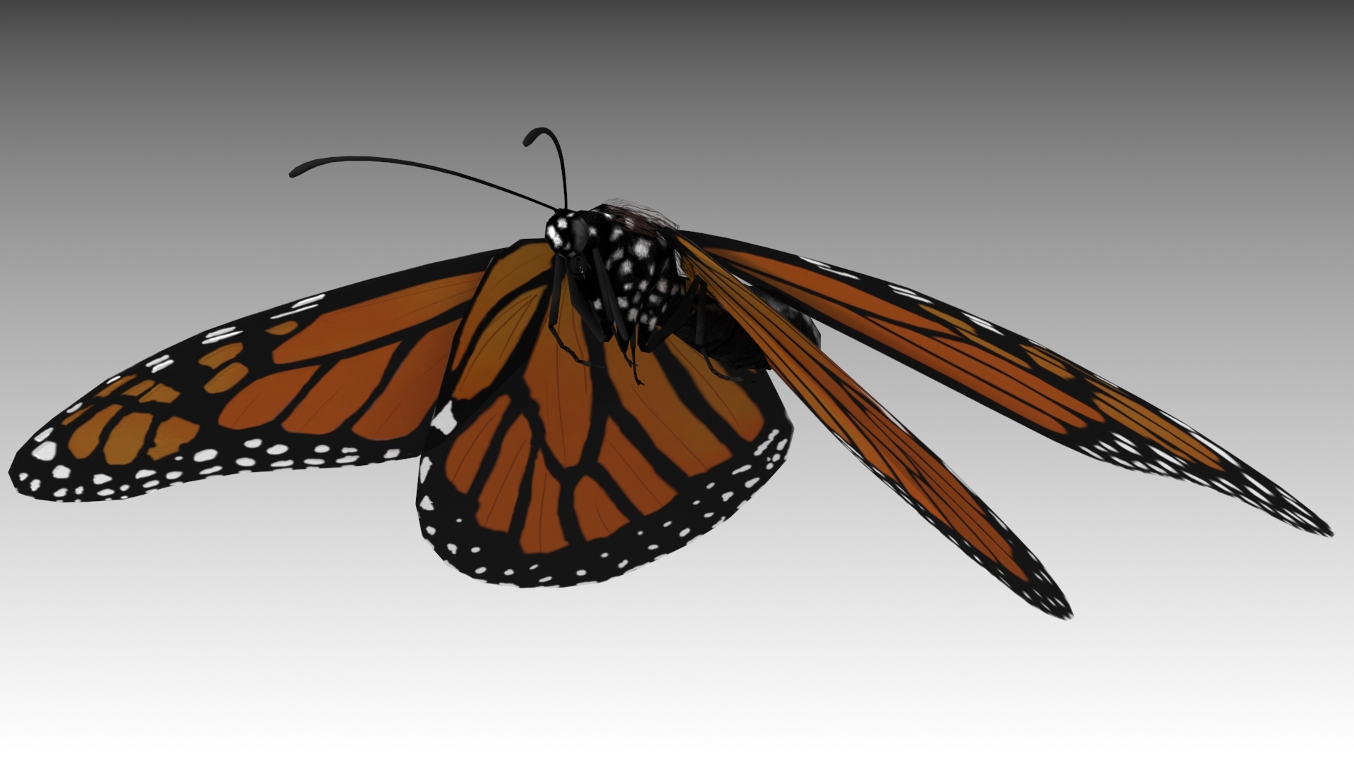 Monarch butterfly 3D model - TurboSquid 1303737