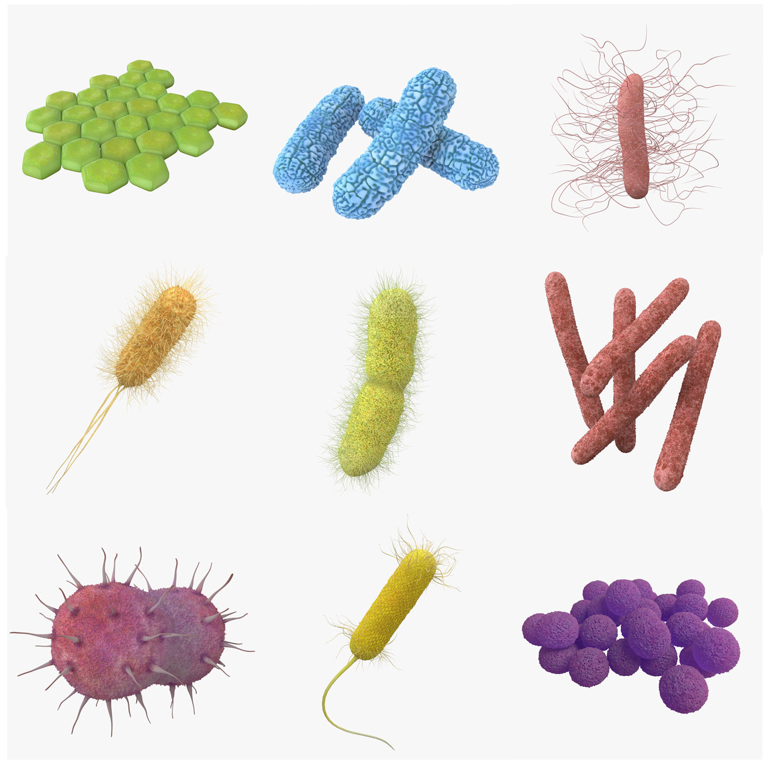 3D bacteria pack - TurboSquid 1304068