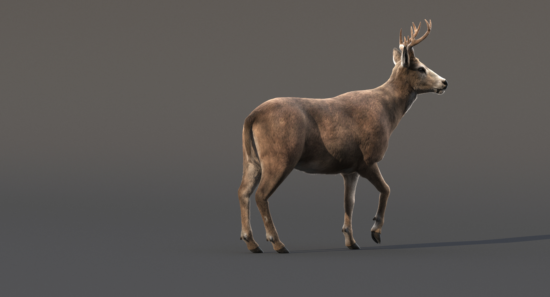 3D deer rigging animation fur hair model - TurboSquid 1304547