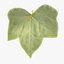 3D model ivy leaf - TurboSquid 1305750