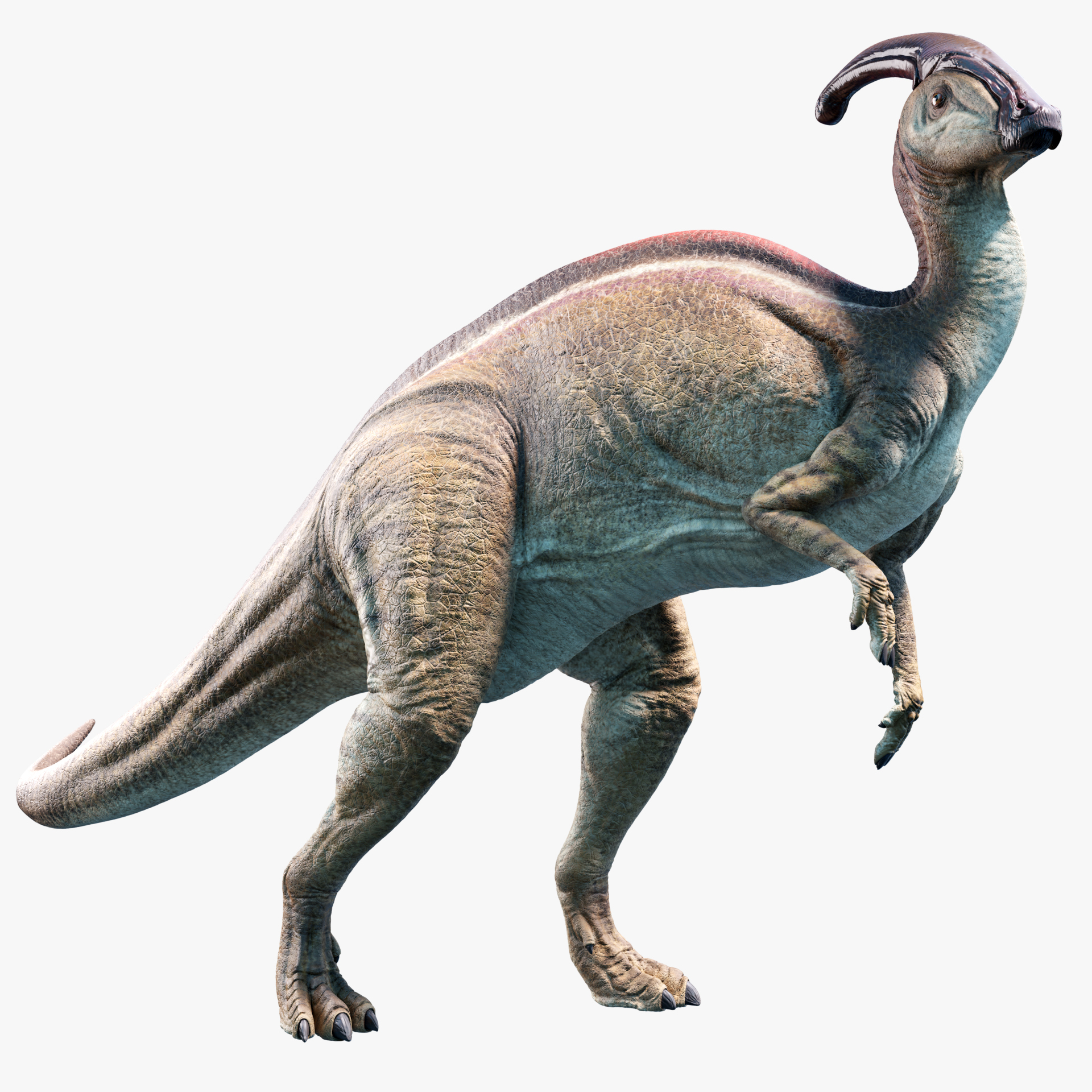 Parasaurolophus animation 3D - TurboSquid 1306007