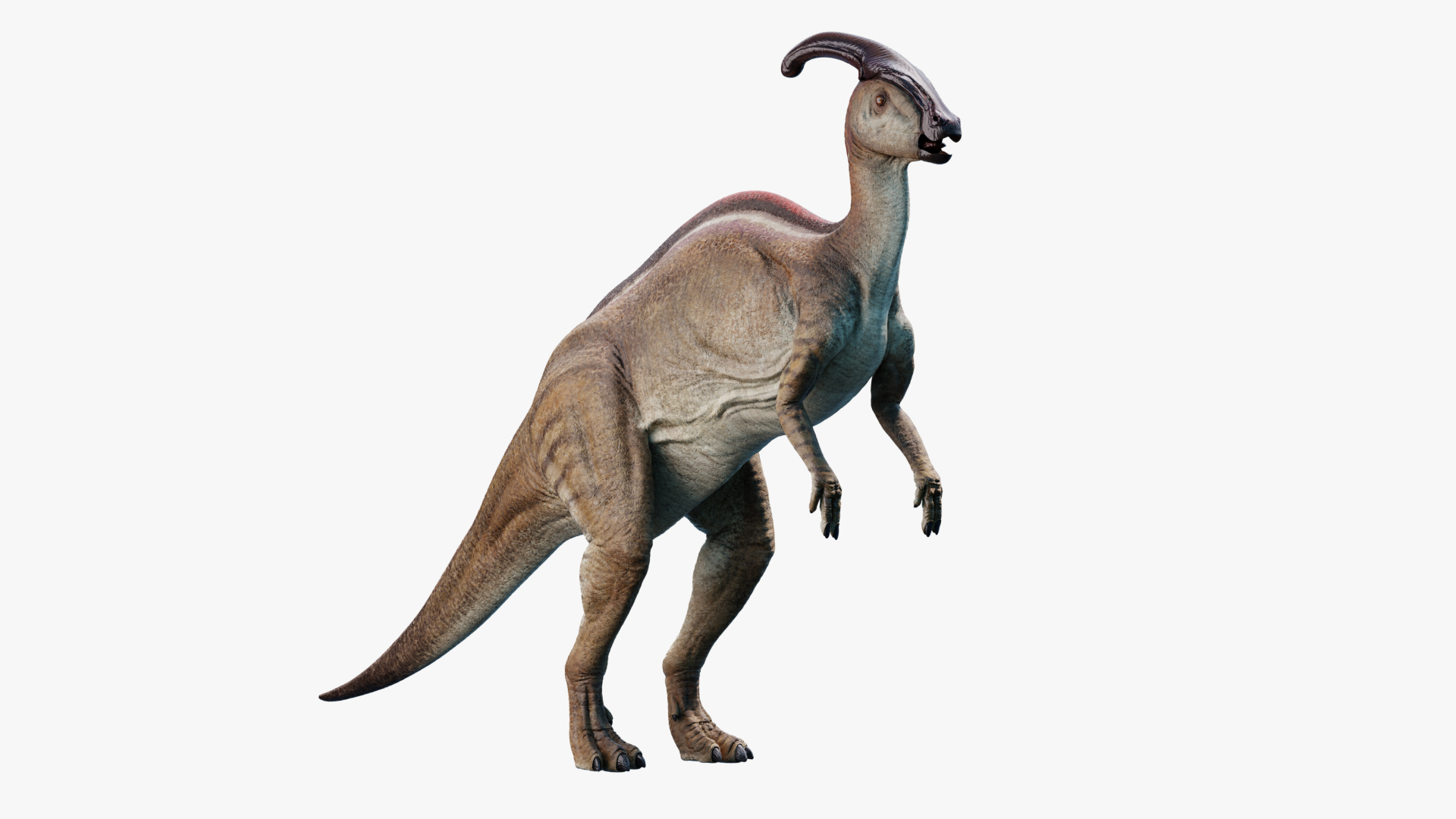 Parasaurolophus animation 3D - TurboSquid 1306007