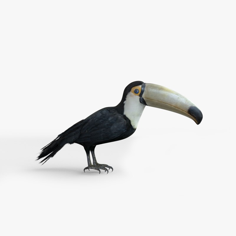 3D realistic toucan model - TurboSquid 1306034