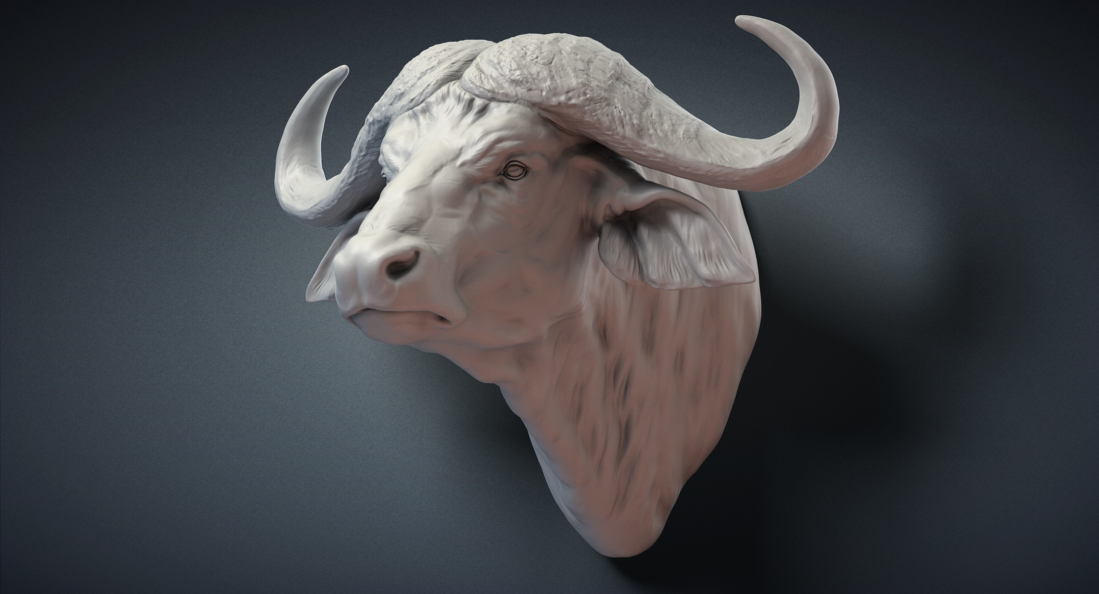 Cape buffalo animal head 3D model - TurboSquid 1306166
