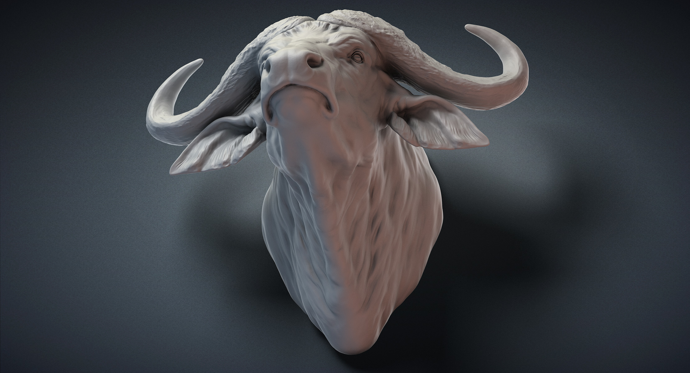 Cape buffalo animal head 3D model - TurboSquid 1306166