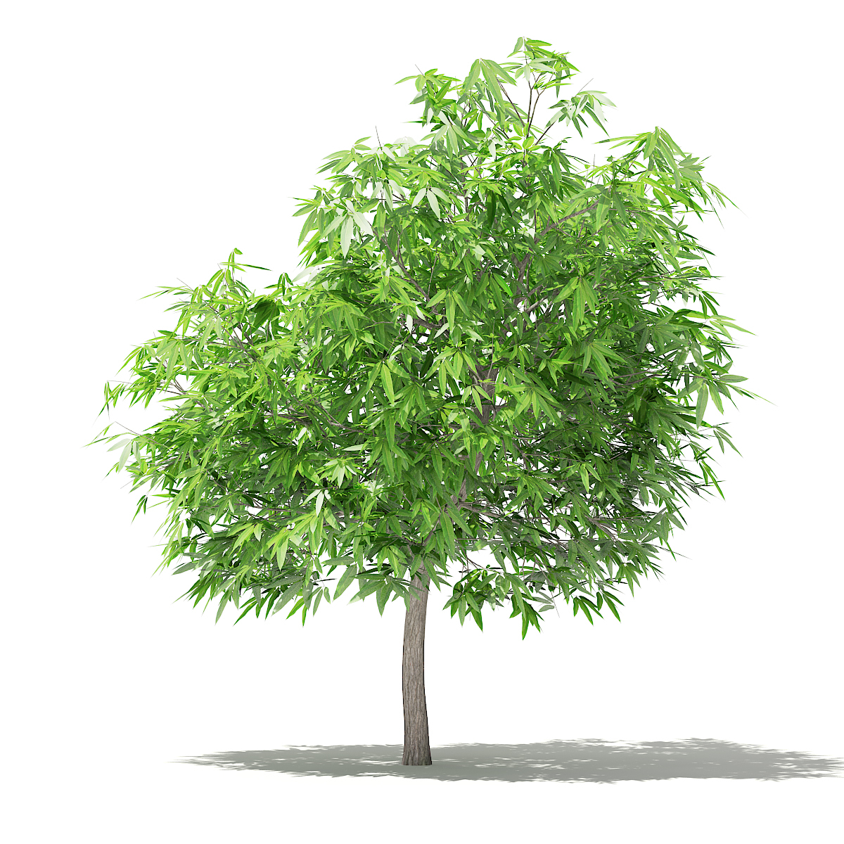 3D mango tree 2 6m - TurboSquid 1306255