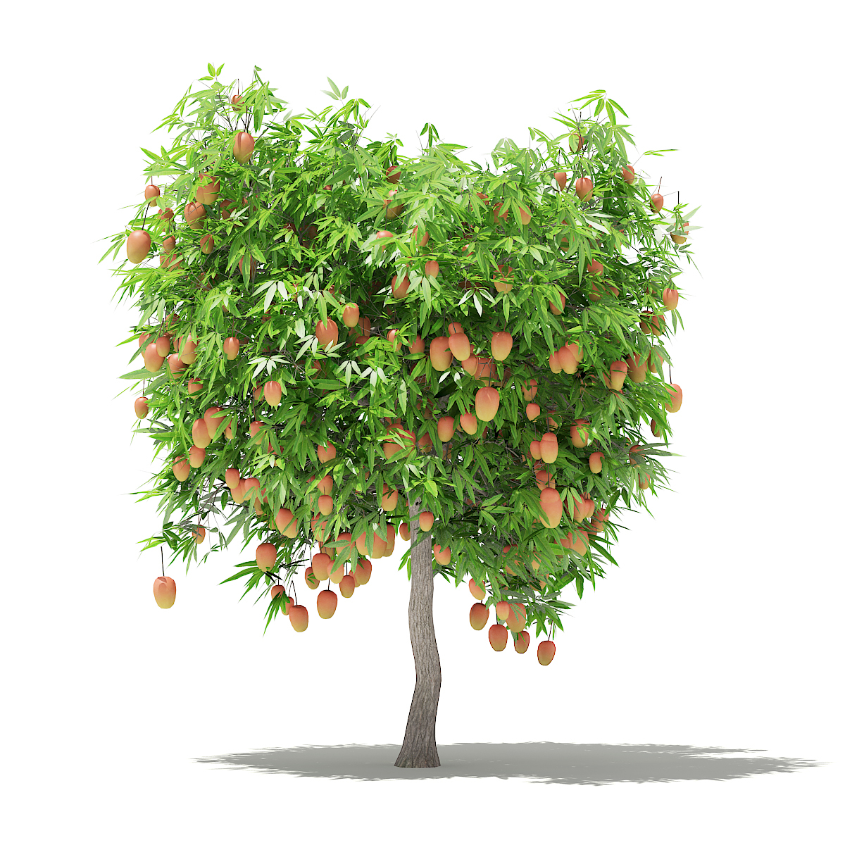 3D mango tree fruits 2 model - TurboSquid 1306269