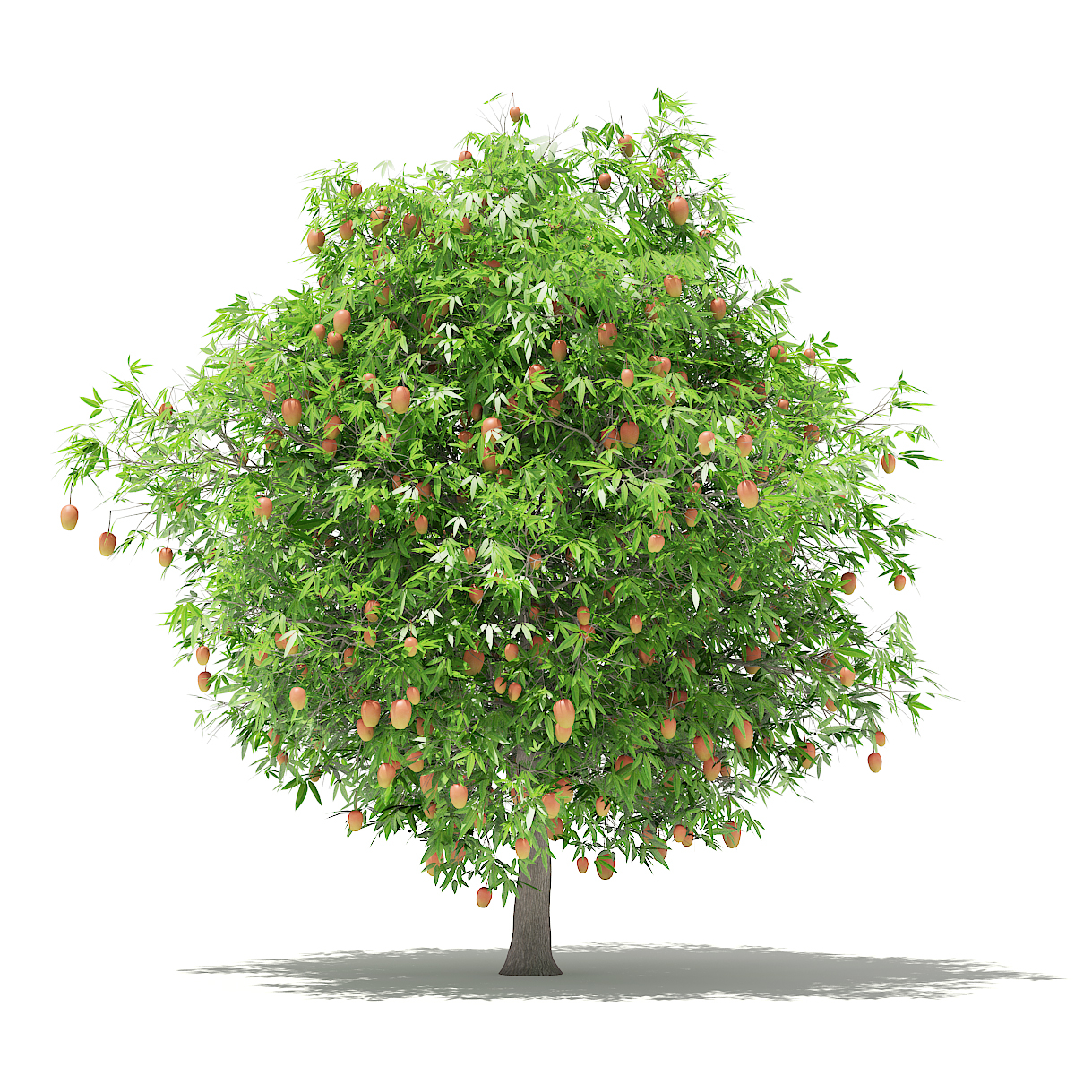 3D mango tree fruits 4m - TurboSquid 1306276