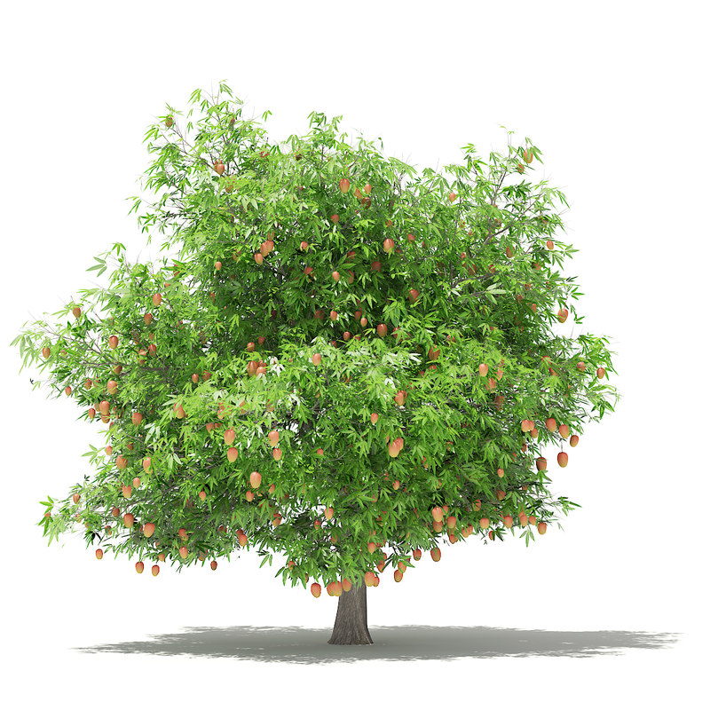 Mango tree fruits 4 3D model - TurboSquid 1306355