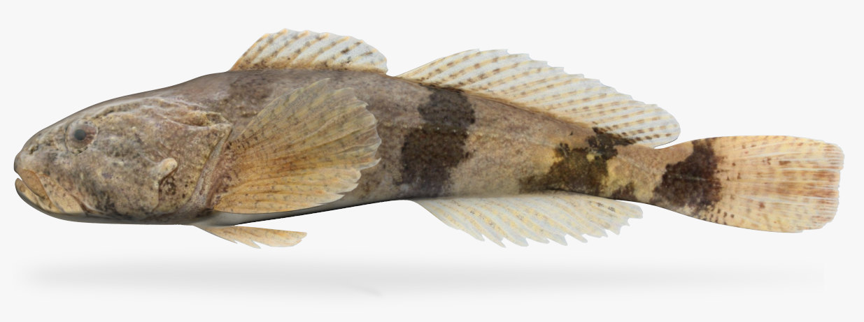 Cottus carolinae banded sculpin model - TurboSquid 1306442