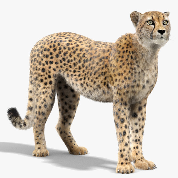 3D Cheetah Models | TurboSquid