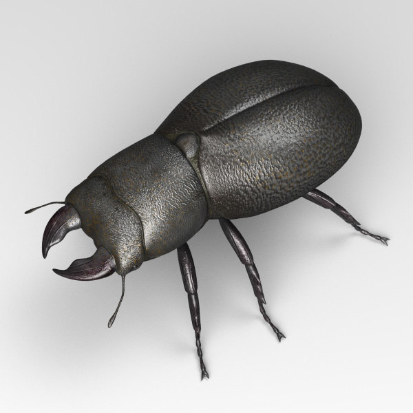Beetle bug insect 3D - TurboSquid 1307327