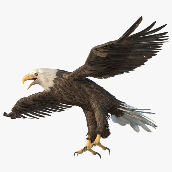 Eagle 3D Models for Download | TurboSquid