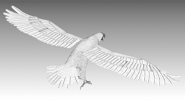 Bald eagle model - TurboSquid 1307537