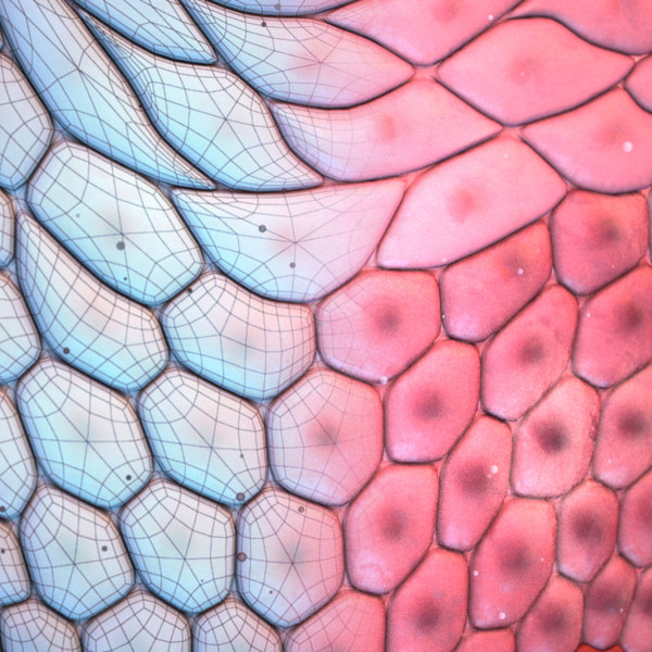 Ciliated cells 3D model - TurboSquid 1248083