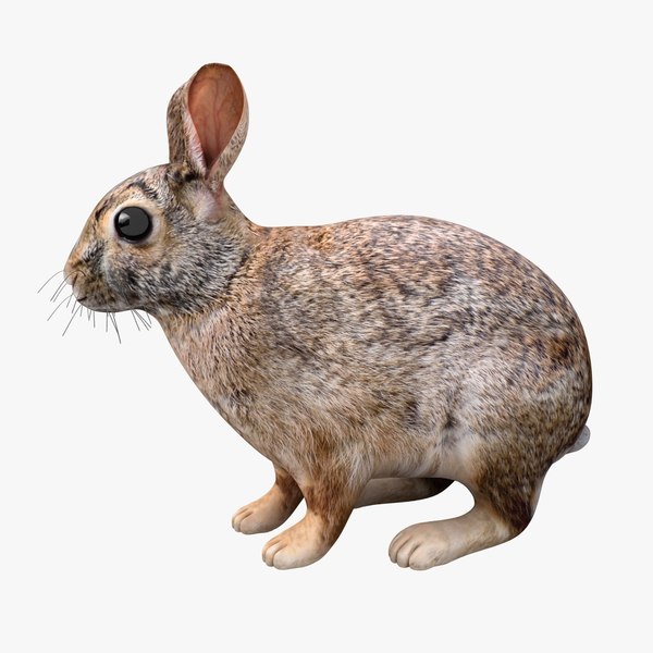 Realistic rabbit 3D model - TurboSquid 1307932
