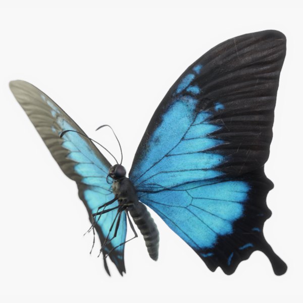 3d blue butterfly model