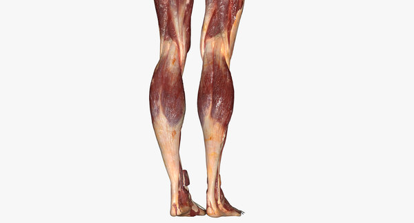 3D model muscular rig male - TurboSquid 1308983