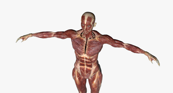 3D model muscular rig male - TurboSquid 1308983