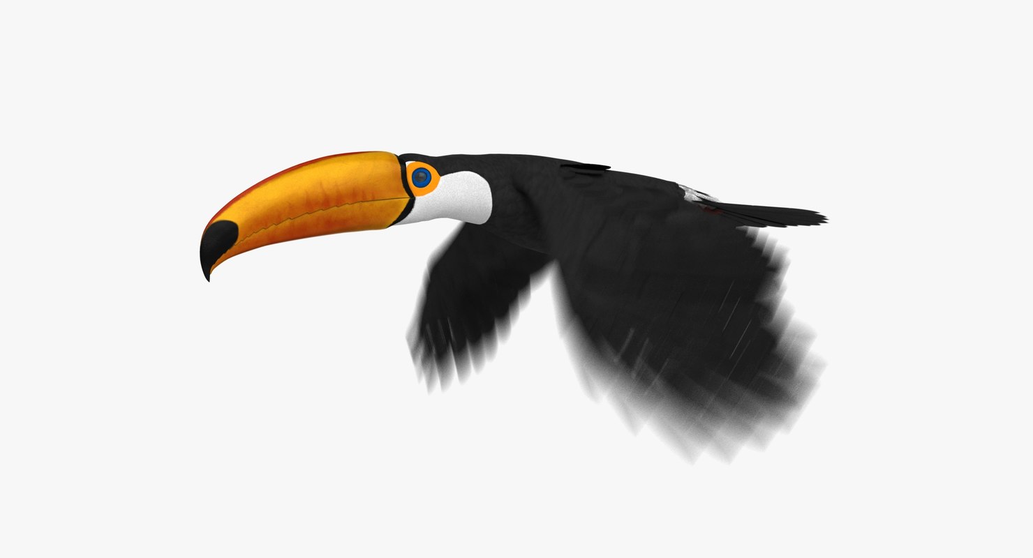 3D toco toucan animation - TurboSquid 1309168
