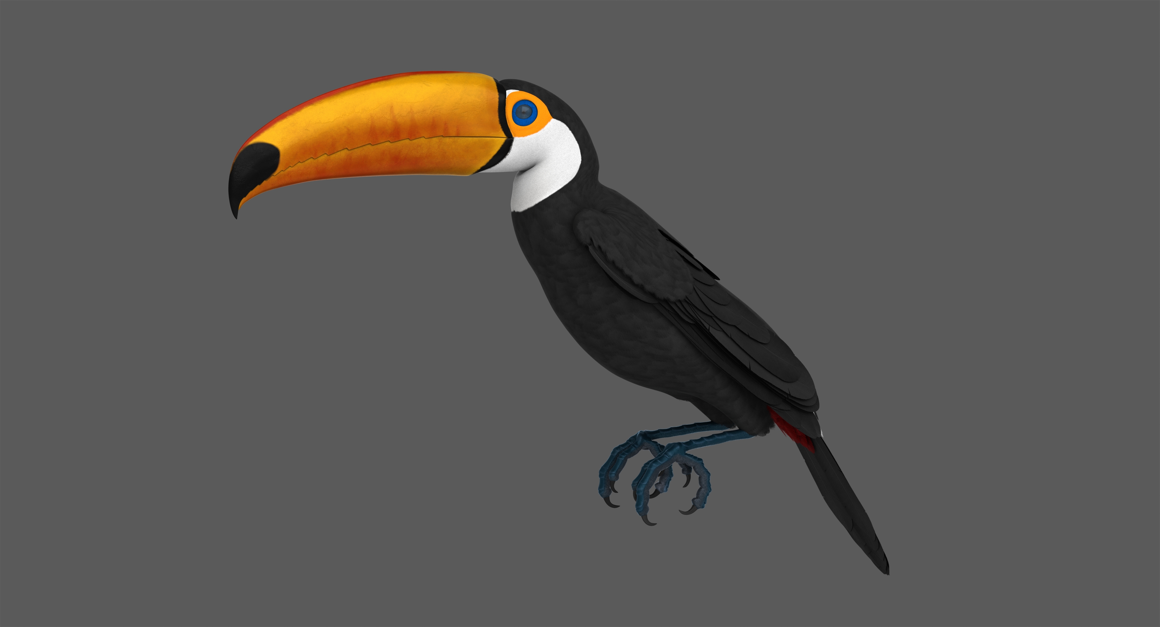 3D toco toucan animation - TurboSquid 1309168
