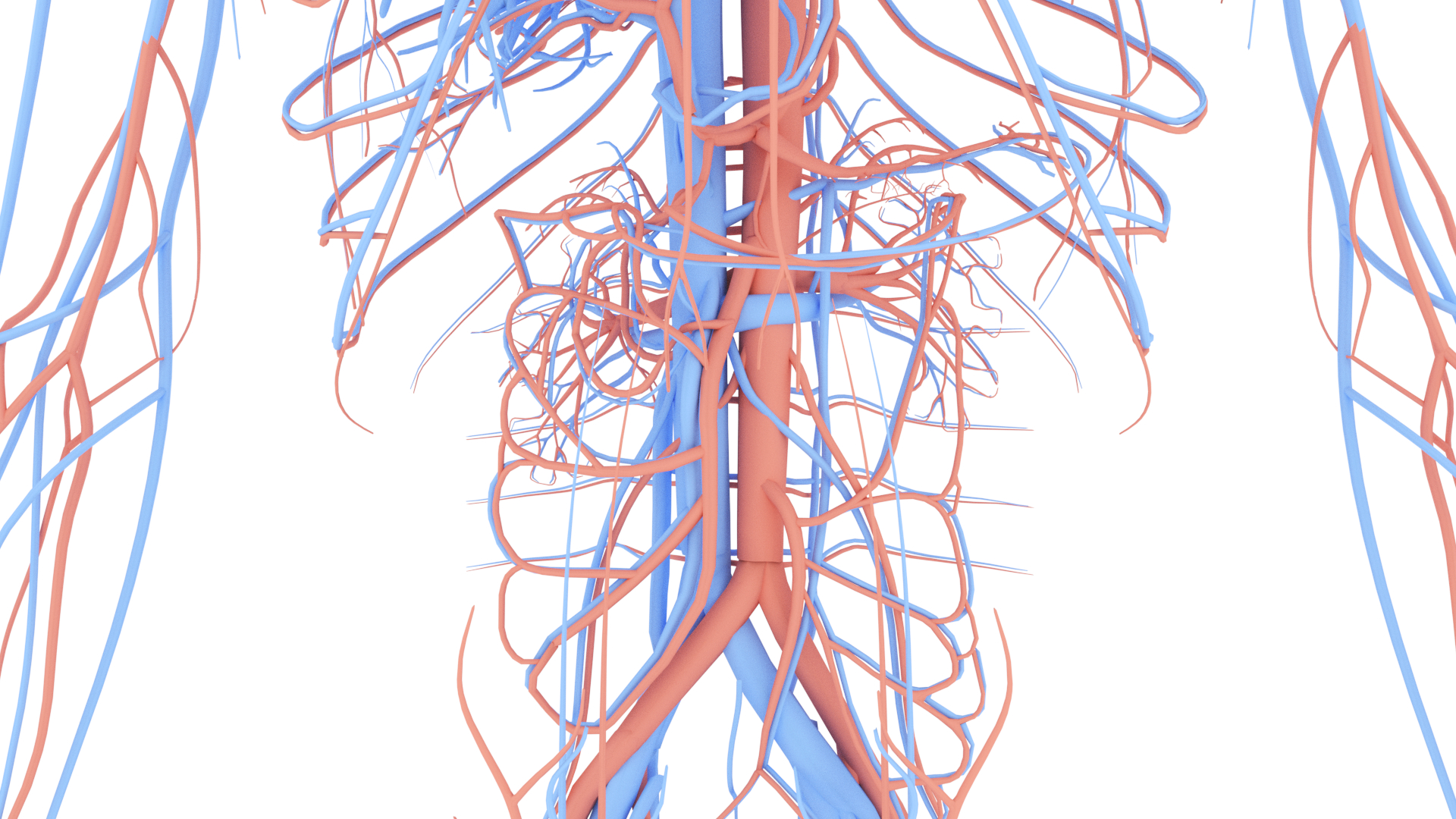 3D human vessels complete - TurboSquid 1309223