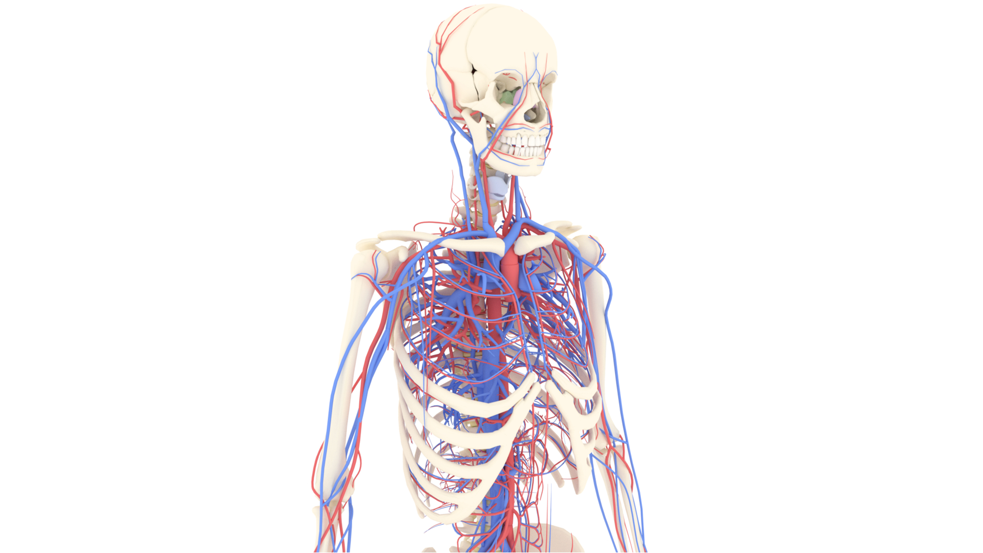 3D human vessels complete - TurboSquid 1309223