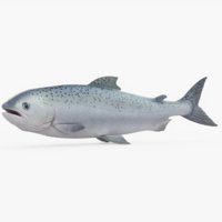 3d model whitefish animation