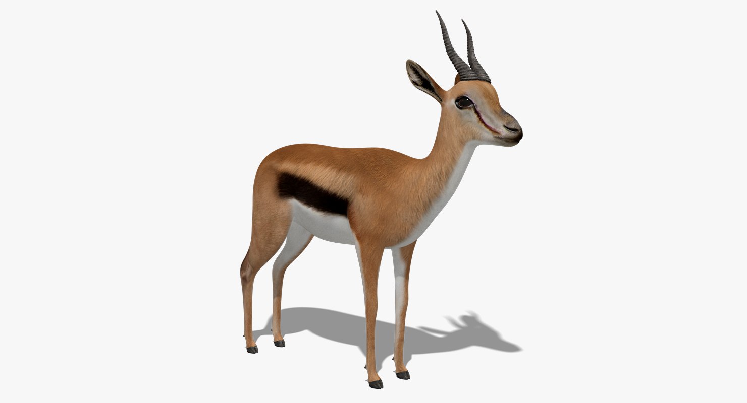 Gazelle animation 3D model - TurboSquid 1309586