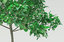 Lilac tree leaves 3D model - TurboSquid 1309654