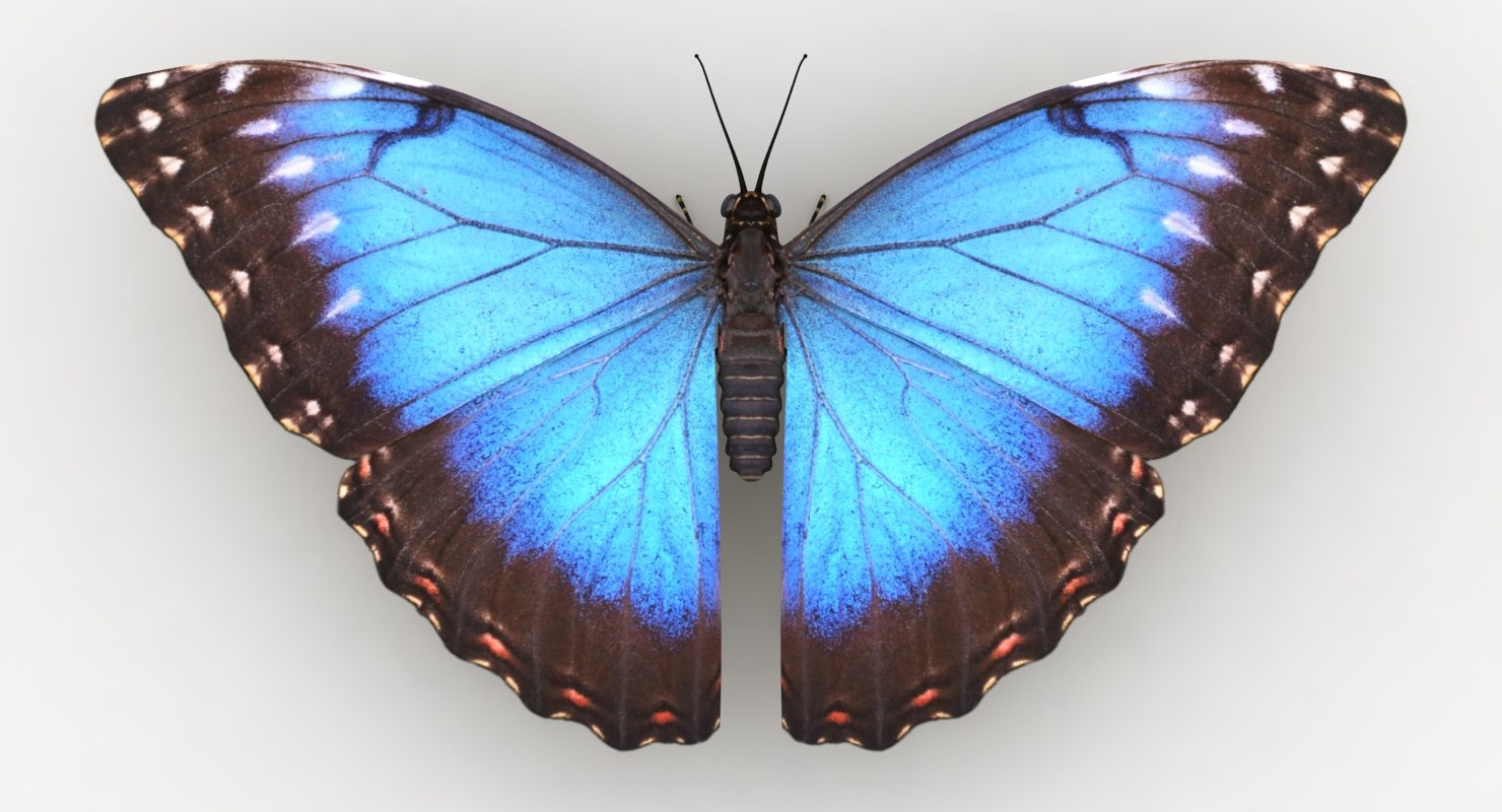 Niebieski motyl Morpho Model 3D - TurboSquid 1311300