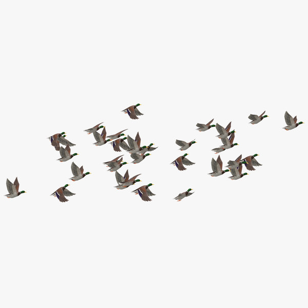 Bird Flying 3D Models for Download | TurboSquid