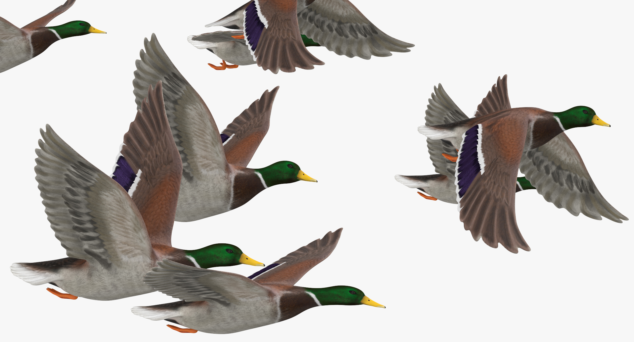 Medium flock ducks flying model - TurboSquid 1312000