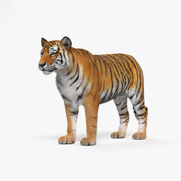 Tiger 3D model - TurboSquid 1312283