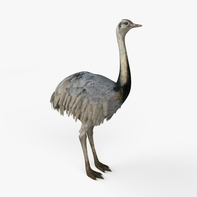 3D model realistic emus - TurboSquid 1312559