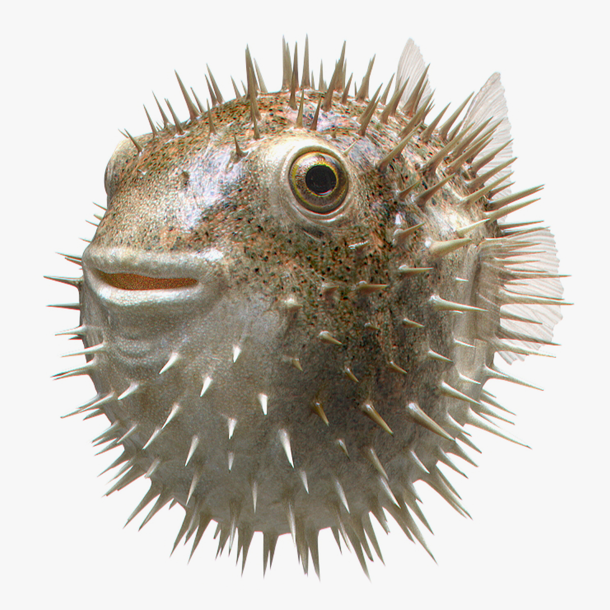 Rozdymka tygrysia Model 3D - TurboSquid 1312577