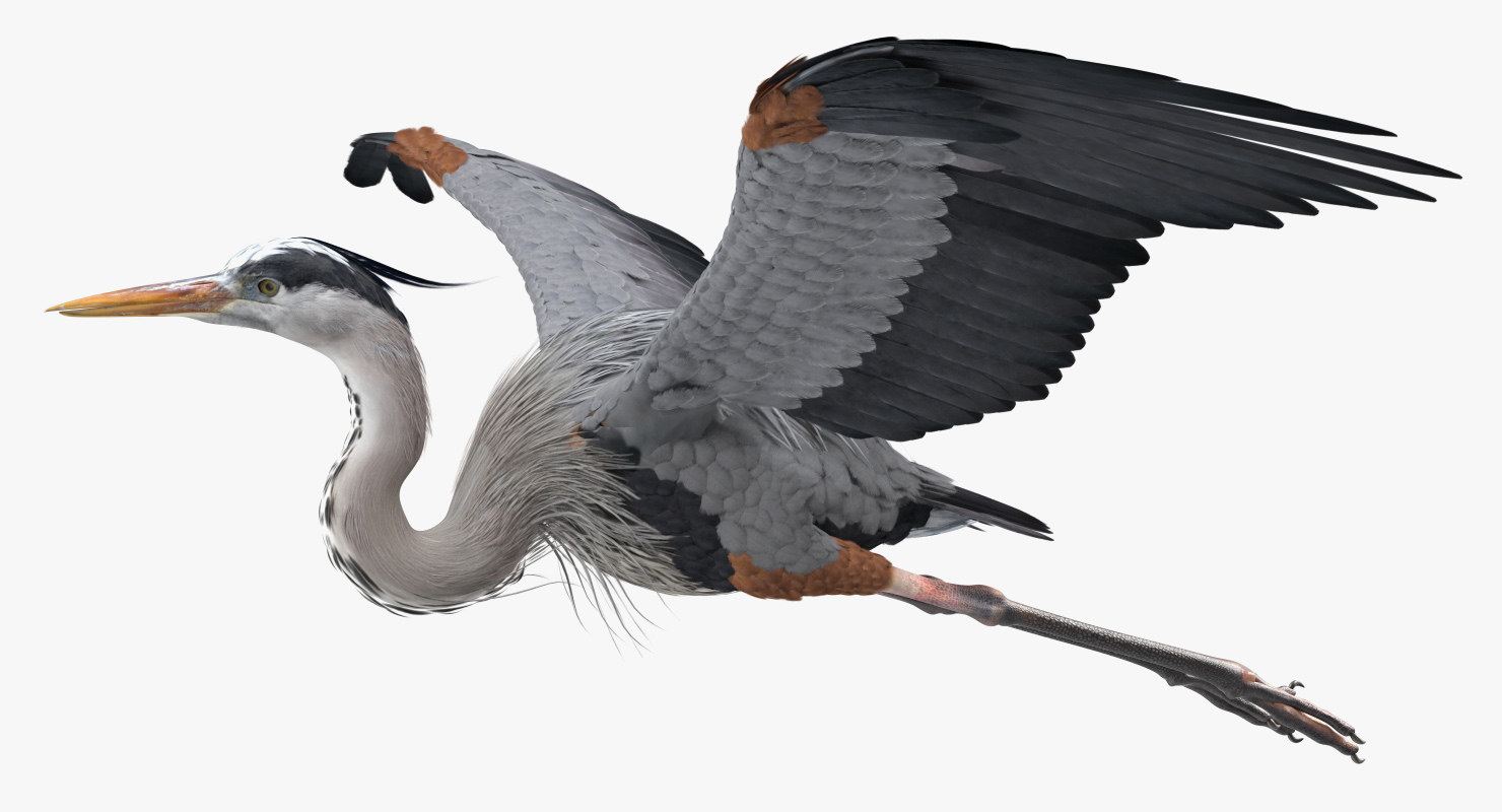 3D model great blue heron flight - TurboSquid 1312729