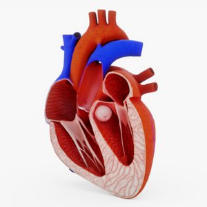 Free 3D Heart Models | TurboSquid
