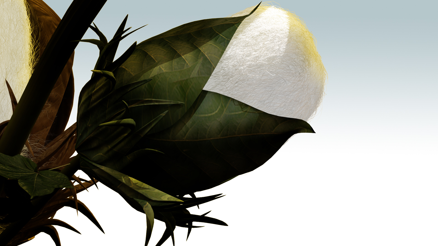 Cotton 3D model - TurboSquid 1312949