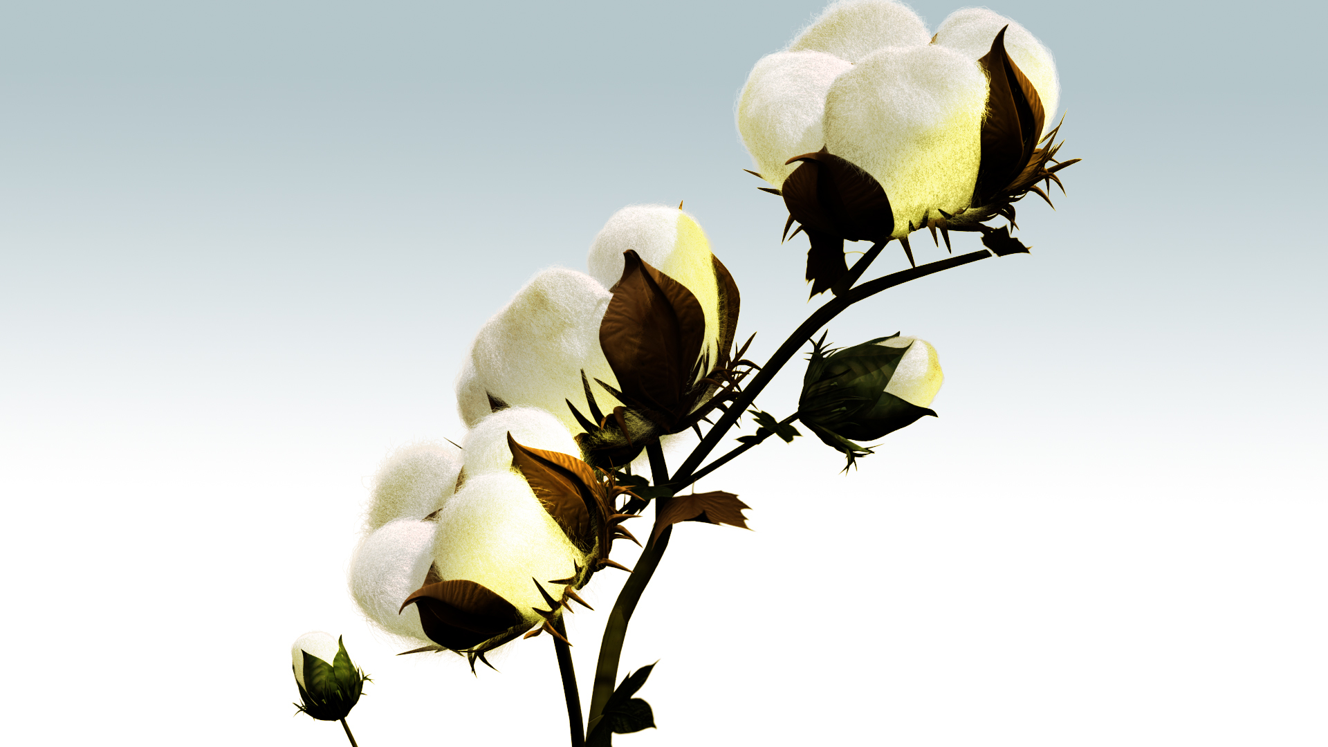 Cotton 3D model - TurboSquid 1312949