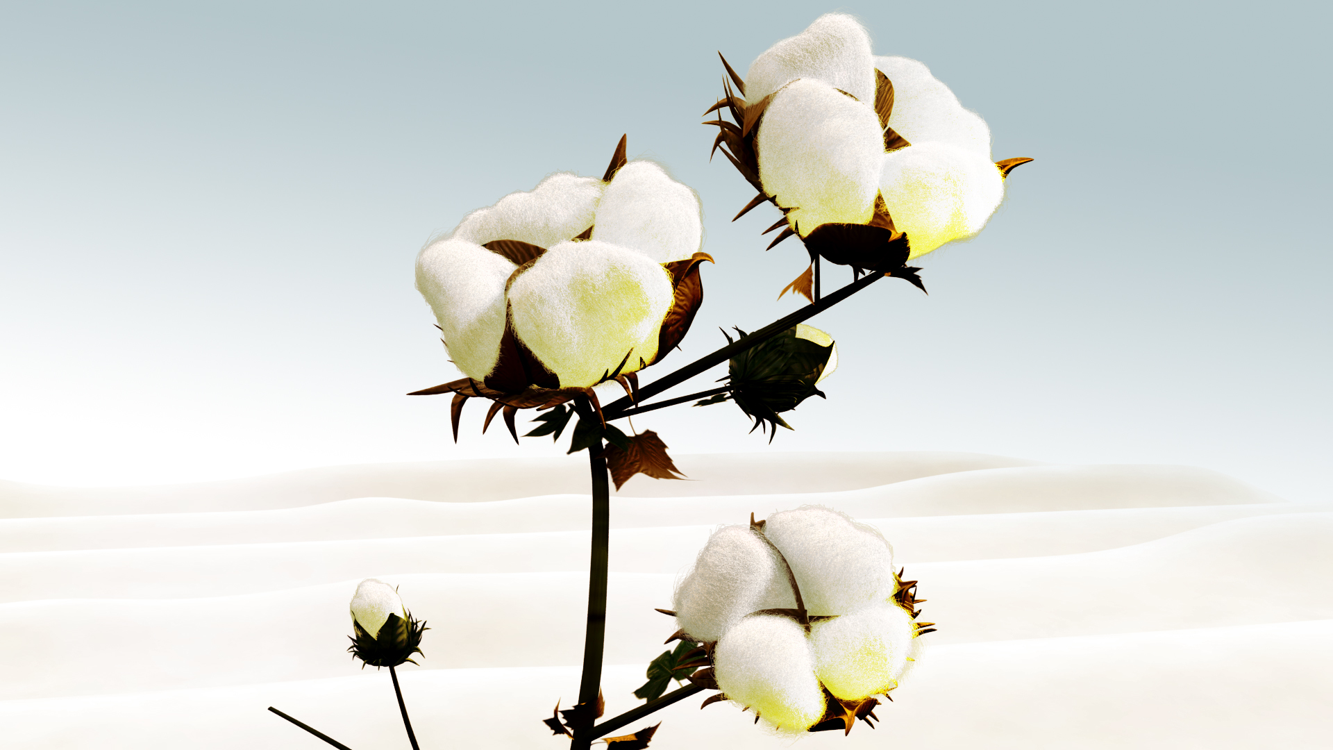 Cotton 3D model - TurboSquid 1312949