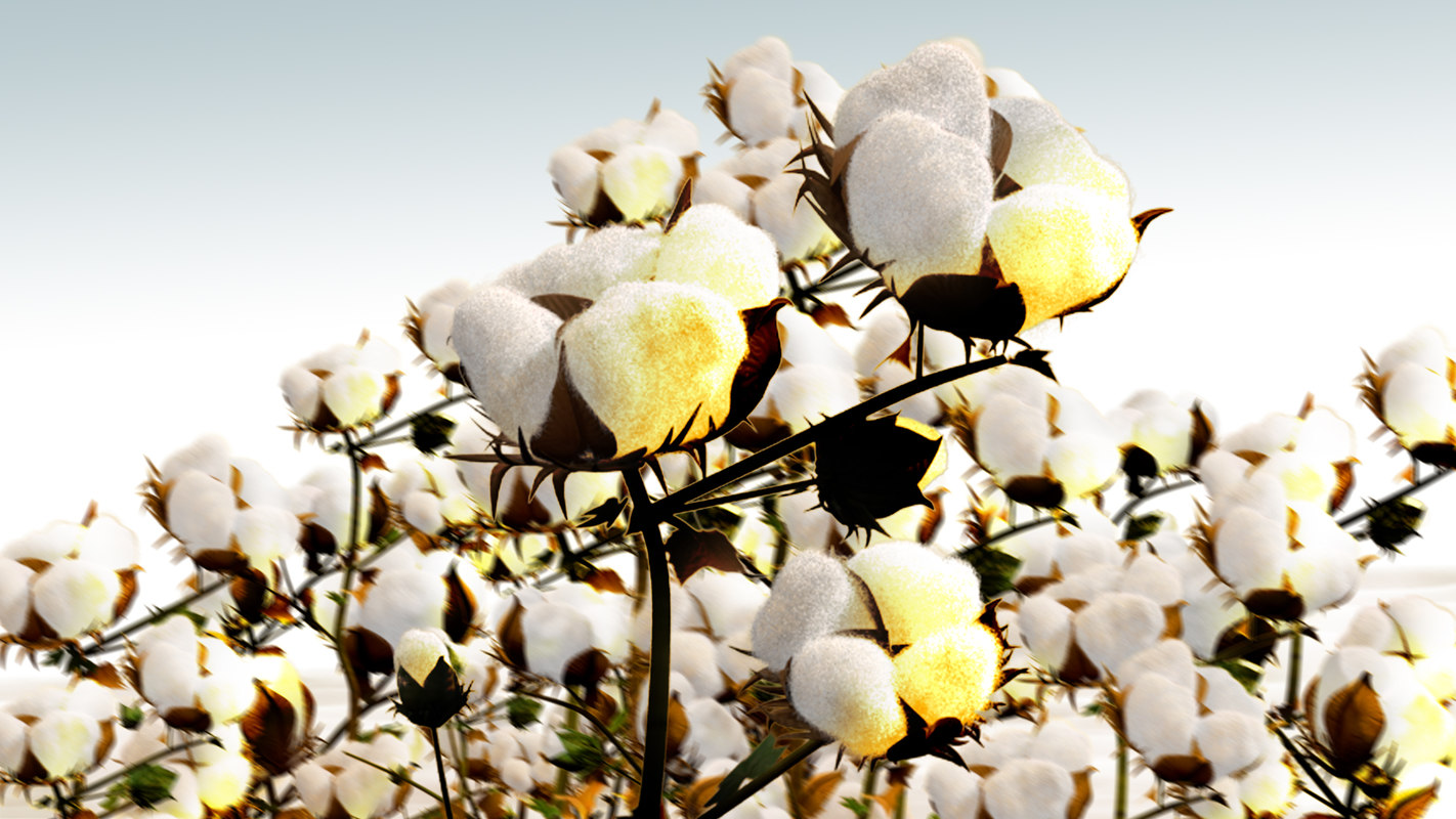 Cotton 3D model - TurboSquid 1312949