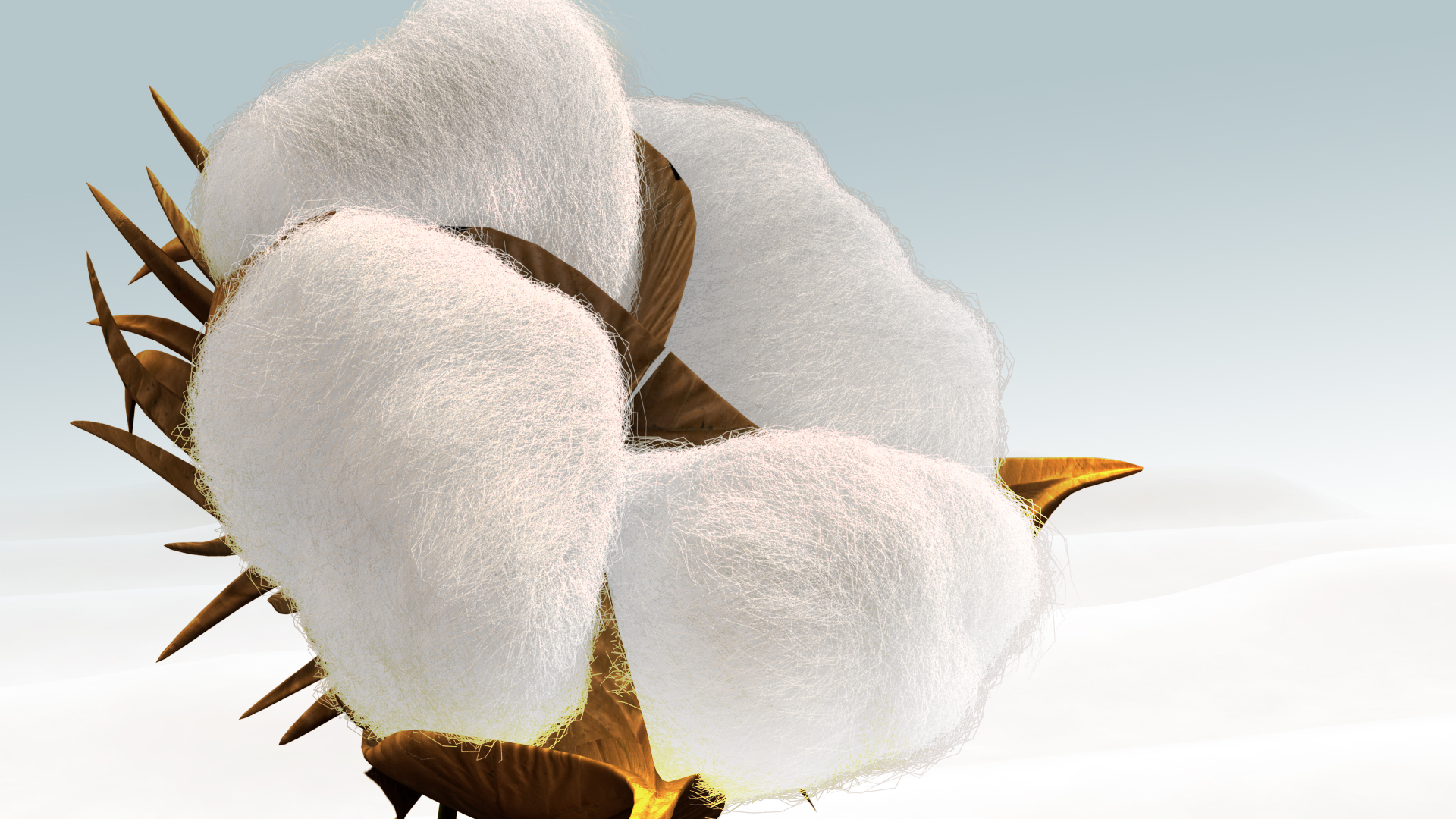 Cotton 3D model - TurboSquid 1312949