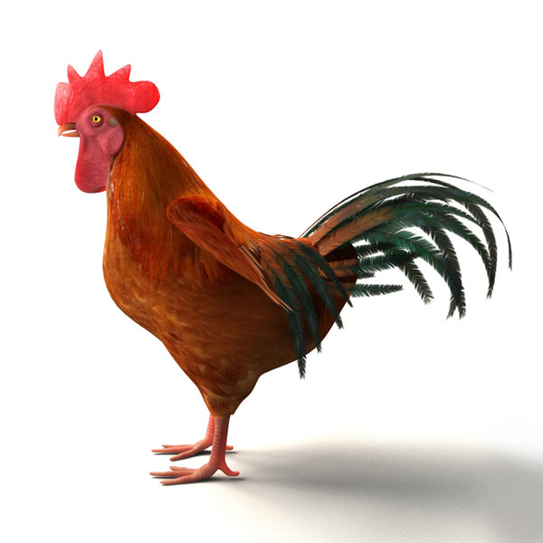 Rooster 3D Models for Download | TurboSquid