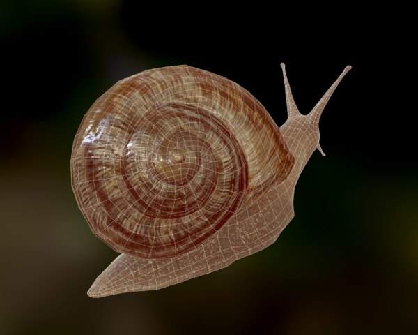 modelo 3d Caracol Realista PBR - TurboSquid 1313529