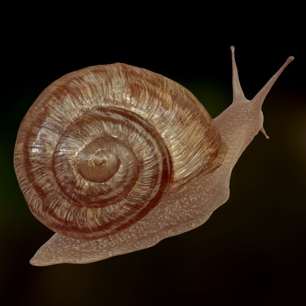 3D Escargot Models | TurboSquid