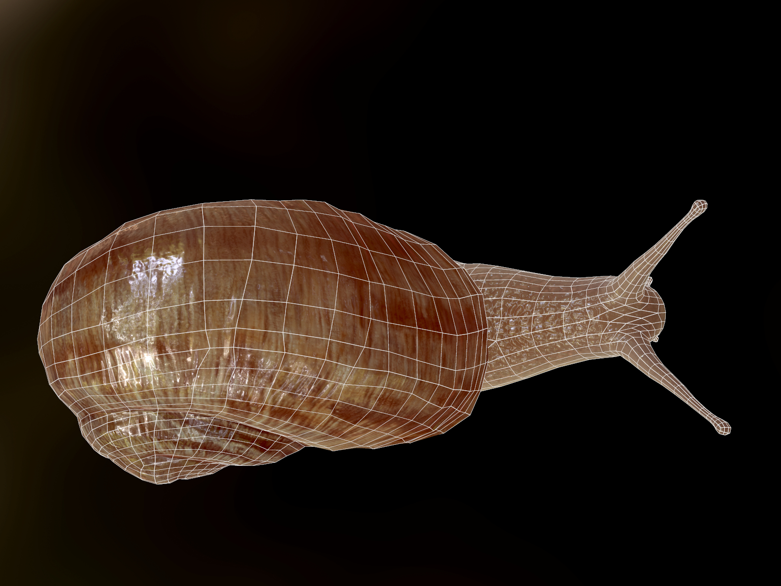 3D snail realistic pbr - TurboSquid 1313529