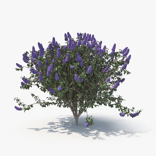 Lilac model - TurboSquid 1313581