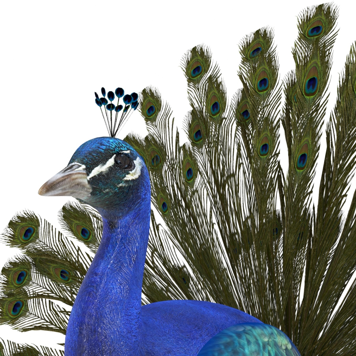 Peacock Model Turbosquid 1314782